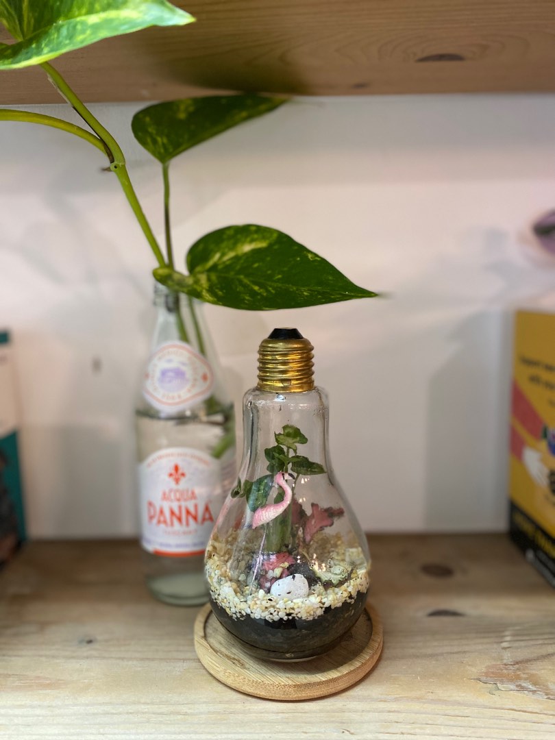 Light Bulb Mini terrarium, Furniture & Home Living, Gardening, Plants ...
