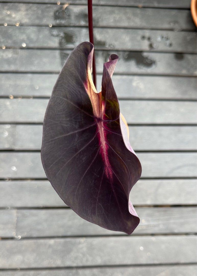 Unique Red Devil colocasia, Furniture & Home Living, Gardening, Plants ...