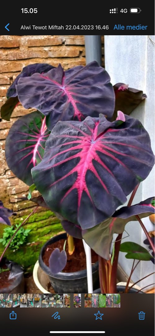 Unique Red Devil colocasia, Furniture & Home Living, Gardening, Plants ...