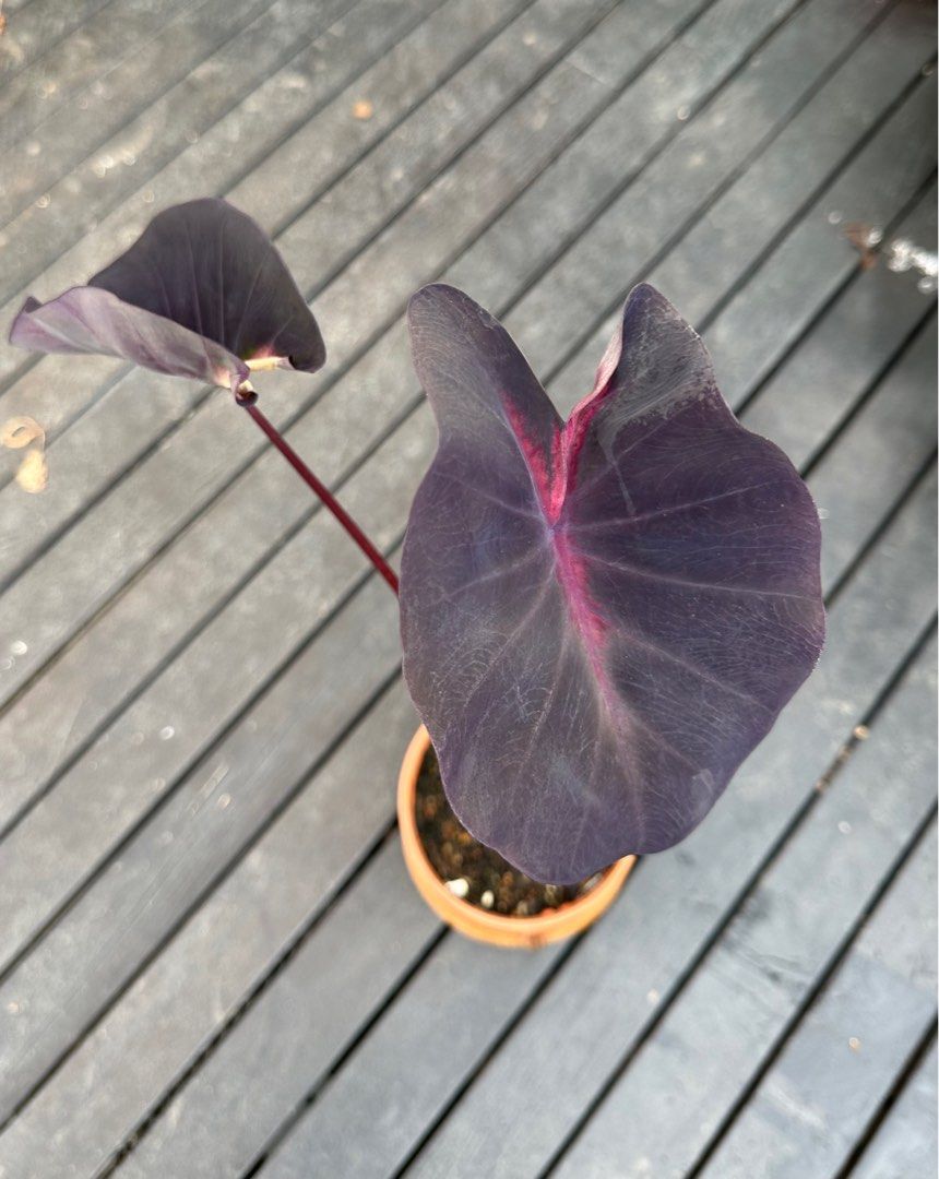 Unique Red Devil colocasia, Furniture & Home Living, Gardening, Plants ...