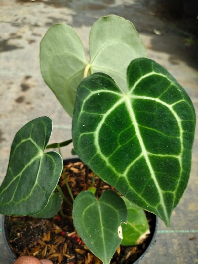 Anthurium Clarinervium, Furniture & Home Living, Gardening, Plants ...