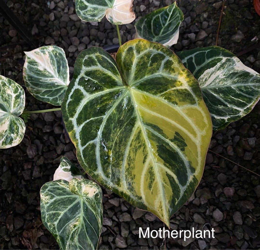 Anthurium Crystallinum Variegata variegated rare plant, Furniture ...
