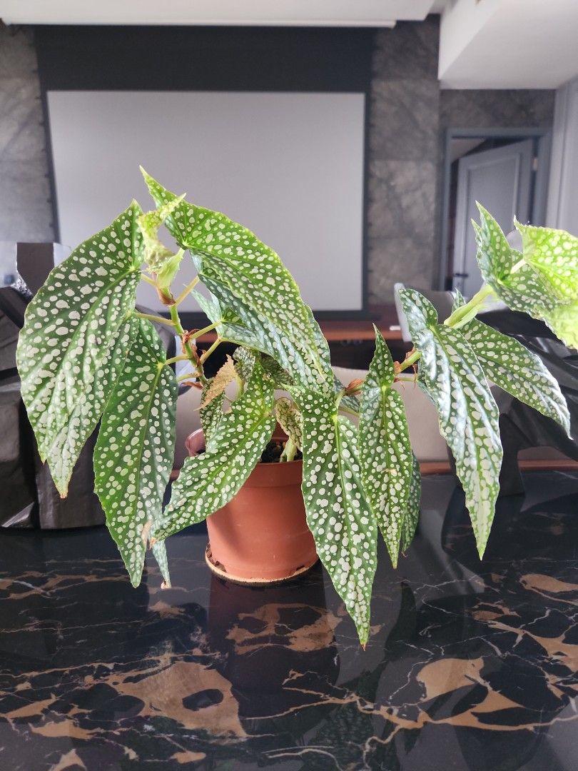 Begonia Snowcap & white ice bundle!, Furniture & Home Living, Gardening ...