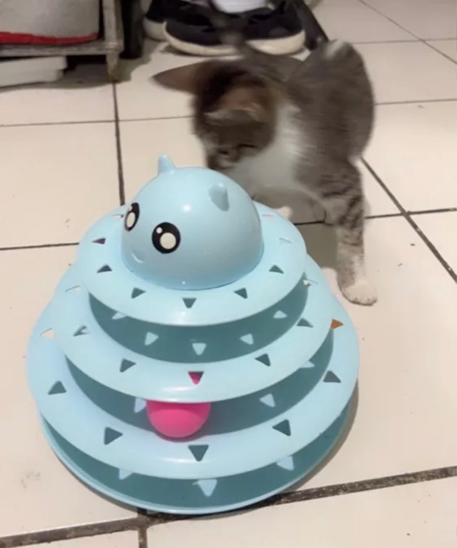 Cat Turntable Toy on Carousell