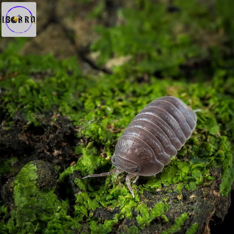 Cubaris Murina Little Sea Isopod — (Min 10pcs Frozen Pet Food Feeder ...