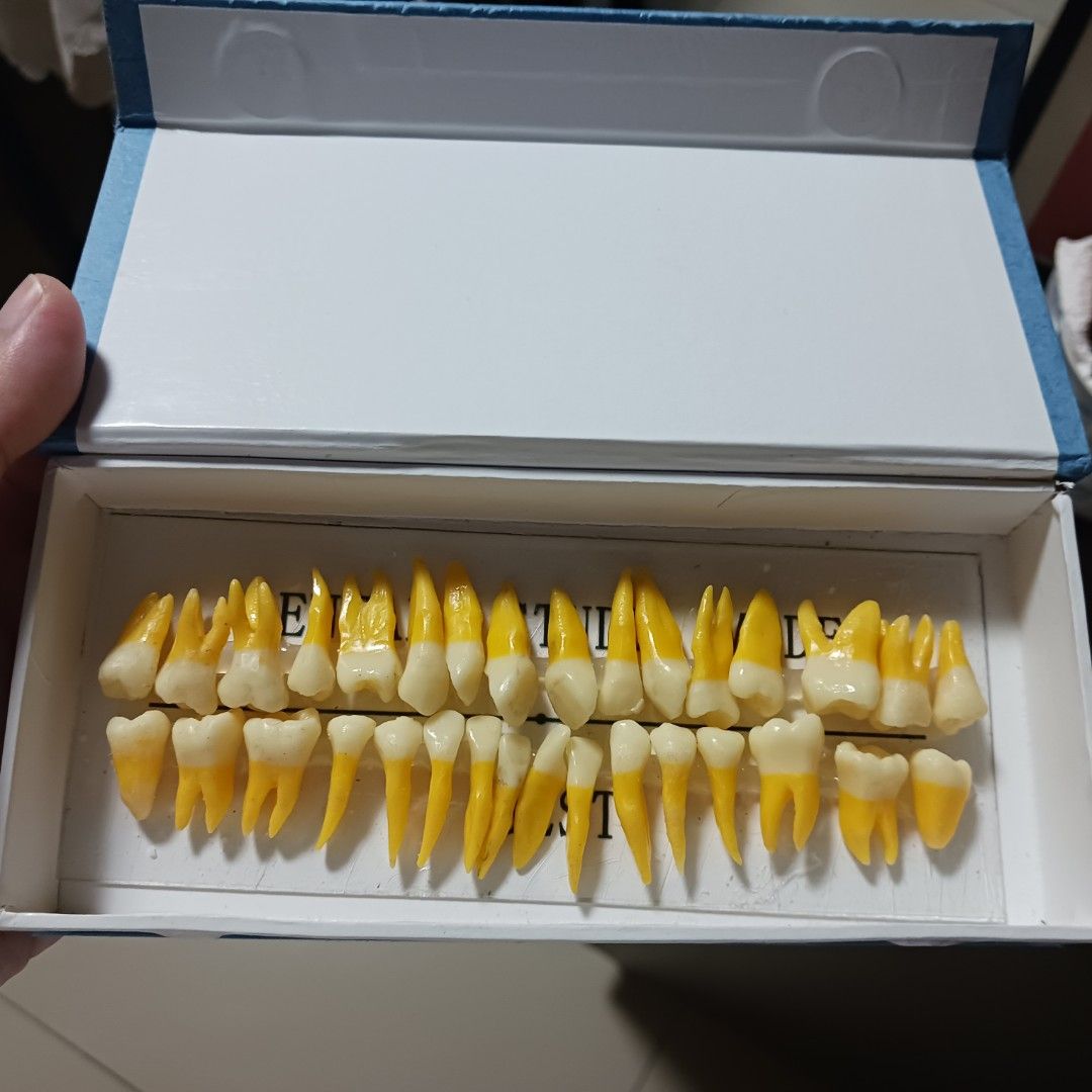 Oral Anatomy Tooth Model, Health & Nutrition, Medical Supplies & Tools ...