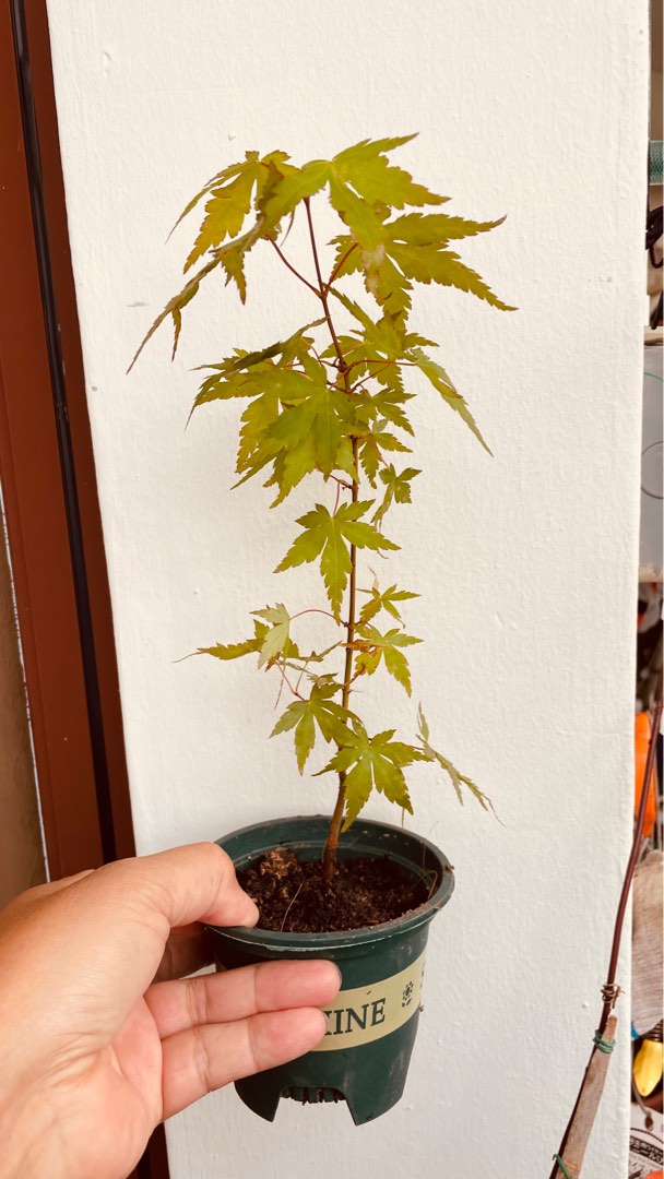 Original Japanese young maple tree H 10"-12"+ , Furniture & Home Living ...