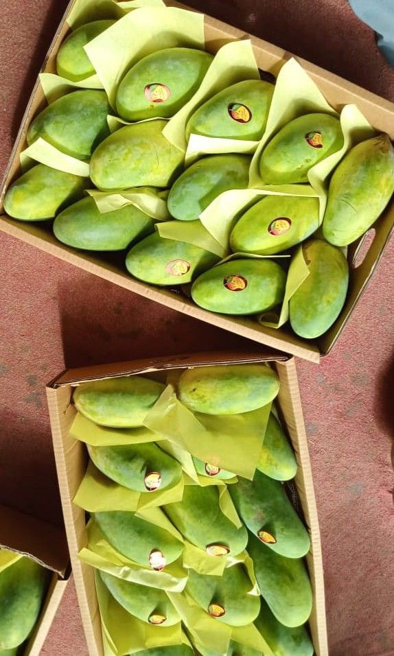 Pakistani mango, Food & Drinks, Fresh Produce on Carousell