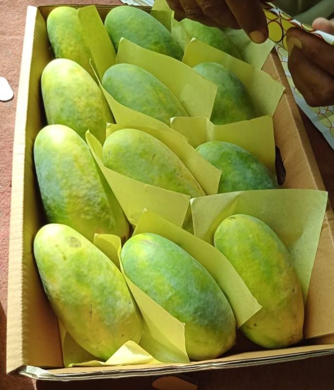 Pakistani mango, Food & Drinks, Fresh Produce on Carousell