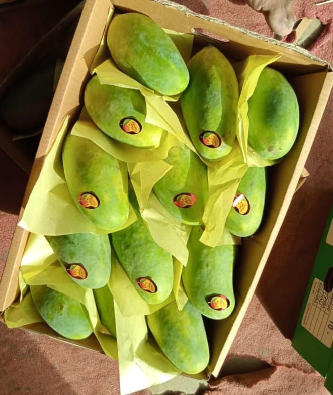 Pakistani mango, Food & Drinks, Fresh Produce on Carousell
