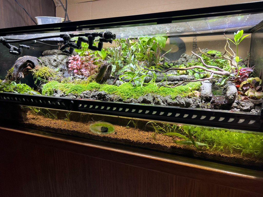 Paludarium tank, Pet Supplies, Homes & Other Pet Accessories on Carousell