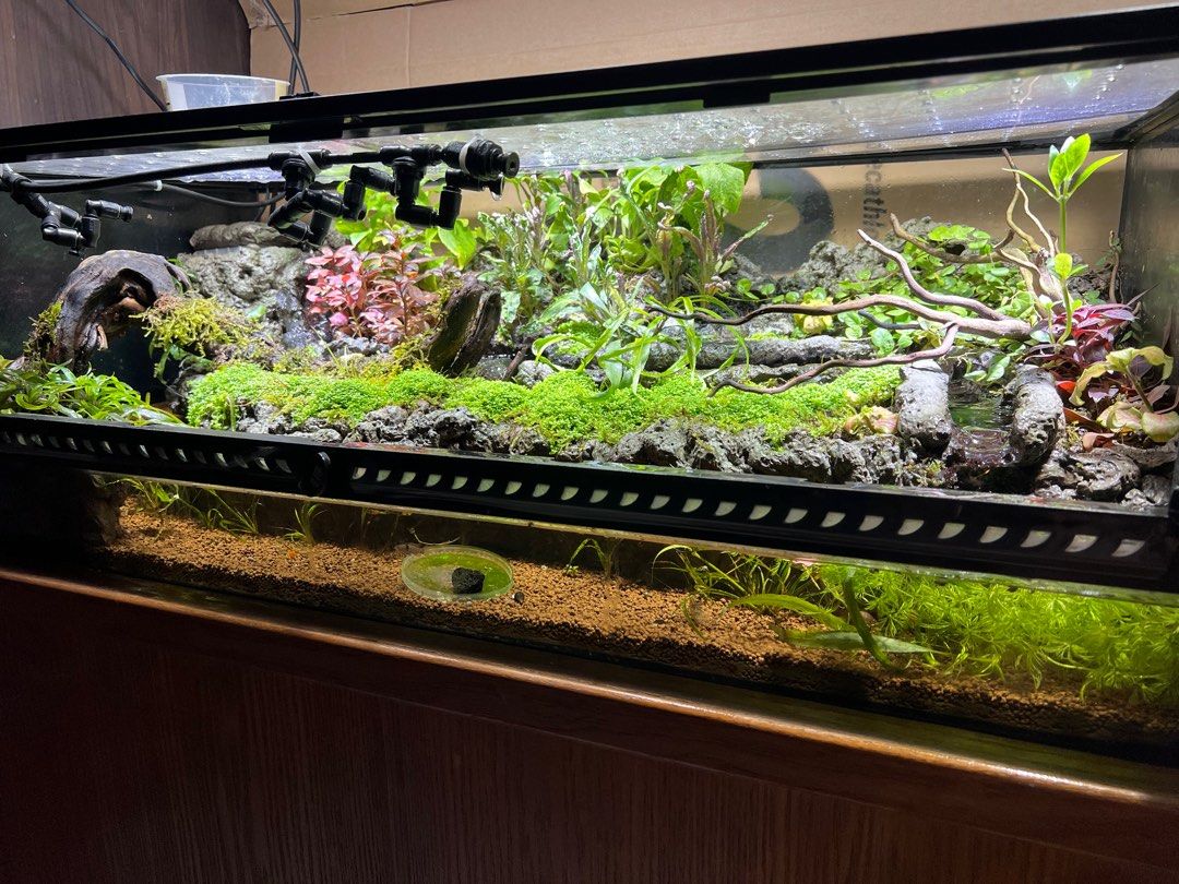 Paludarium tank, Pet Supplies, Homes & Other Pet Accessories on Carousell