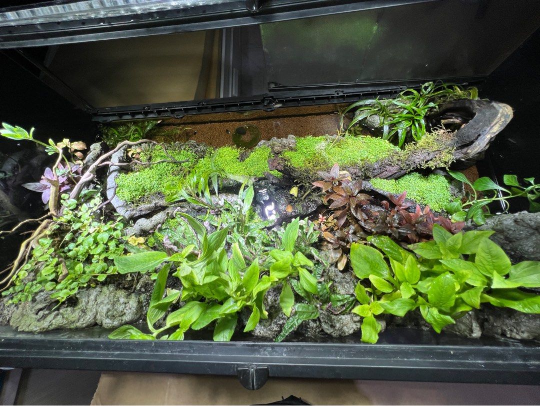 Paludarium tank, Pet Supplies, Homes & Other Pet Accessories on Carousell