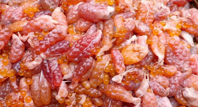 PEMBEKAL TELUR IKAN MAYONG, Food & Drinks, Fresh Produce on Carousell