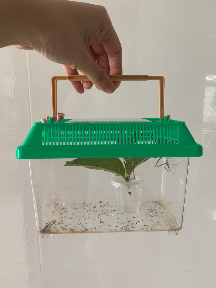 insect tank plastic