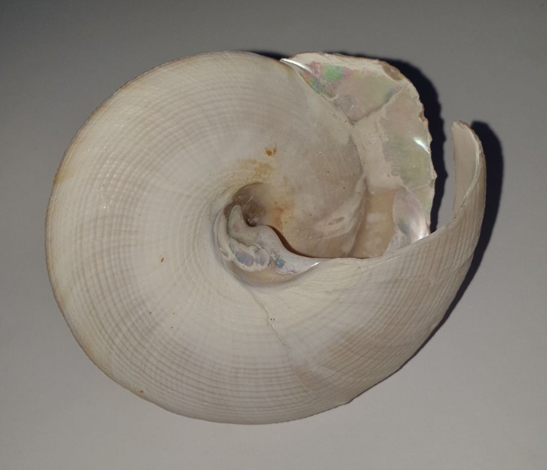 PLEUROTMARIIDAE HIRASEI. Emperors Slit Shell., Hobbies & Toys ...