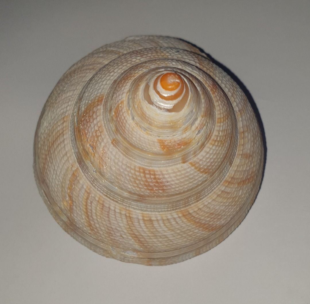 PLEUROTMARIIDAE HIRASEI. Emperors Slit Shell., Hobbies & Toys ...