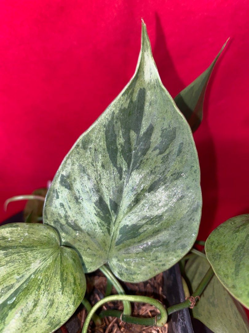 Rare Scindapsus Hederaceus Variegated with New Growth, Furniture & Home ...
