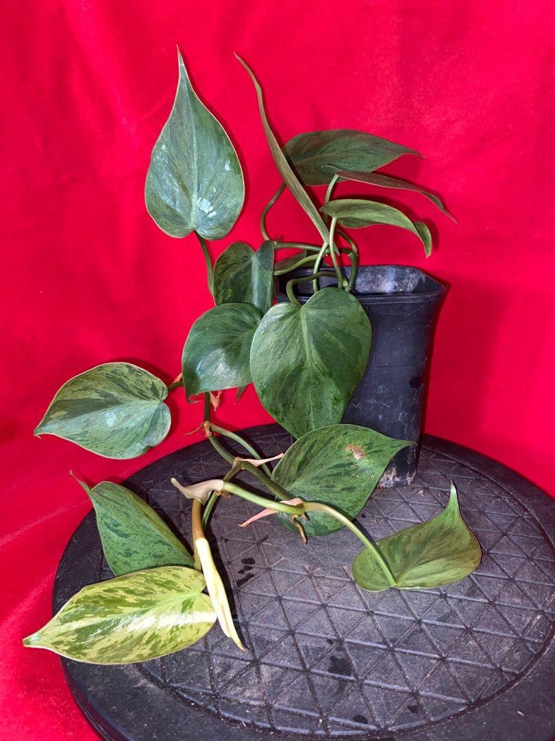 Rare Scindapsus Hederaceus Variegated with New Growth, Furniture & Home ...