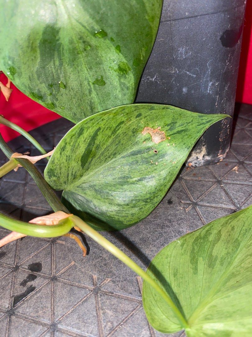 Rare Scindapsus Hederaceus Variegated with New Growth, Furniture & Home ...