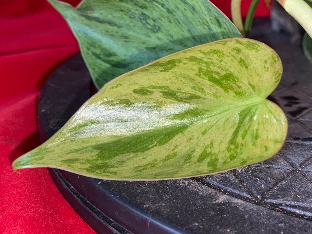 Rare Scindapsus Hederaceus Variegated with New Growth, Furniture & Home ...