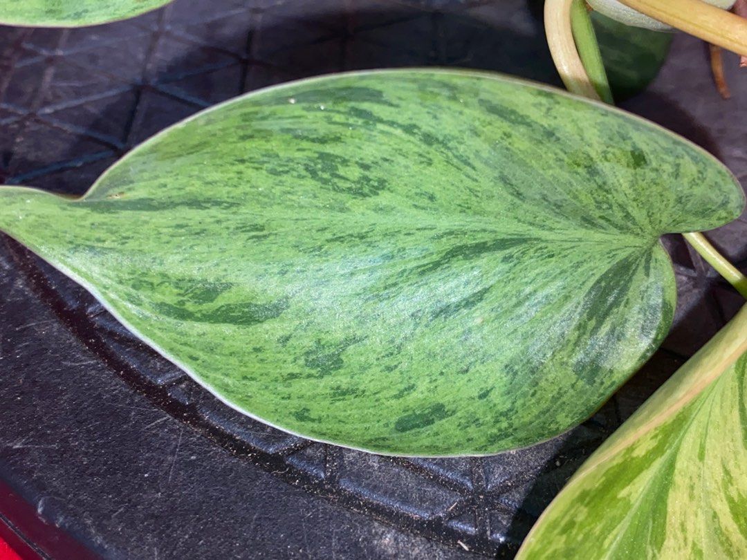 Rare Scindapsus Hederaceus Variegated with New Growth, Furniture & Home ...