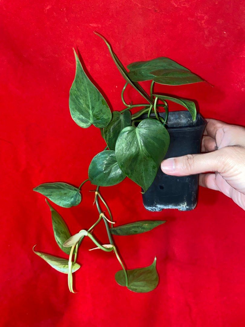 Rare Scindapsus Hederaceus Variegated with New Growth, Furniture & Home ...