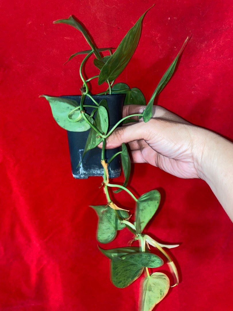 Rare Scindapsus Hederaceus Variegated with New Growth, Furniture & Home ...