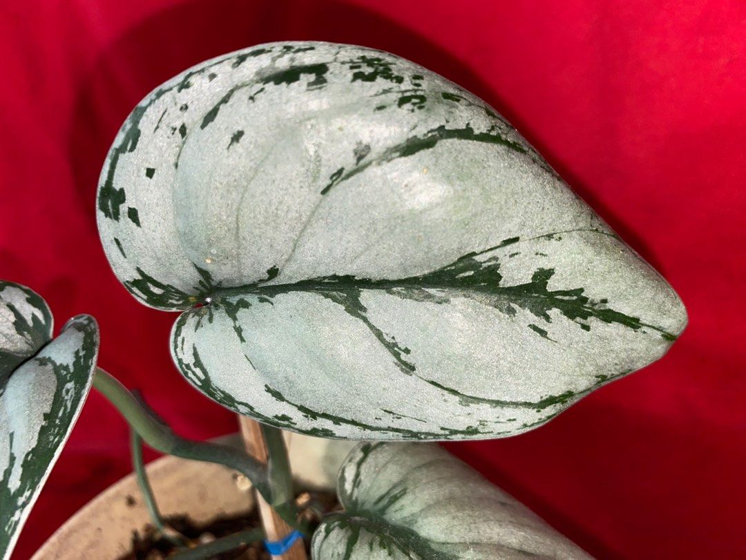 Rare Scindapsus Silver Princess Silver Form with New Growths, Furniture ...