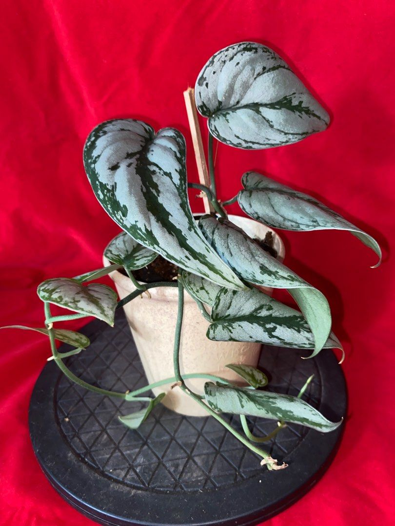 Rare Scindapsus Silver Princess Silver Form with New Growths, Furniture ...