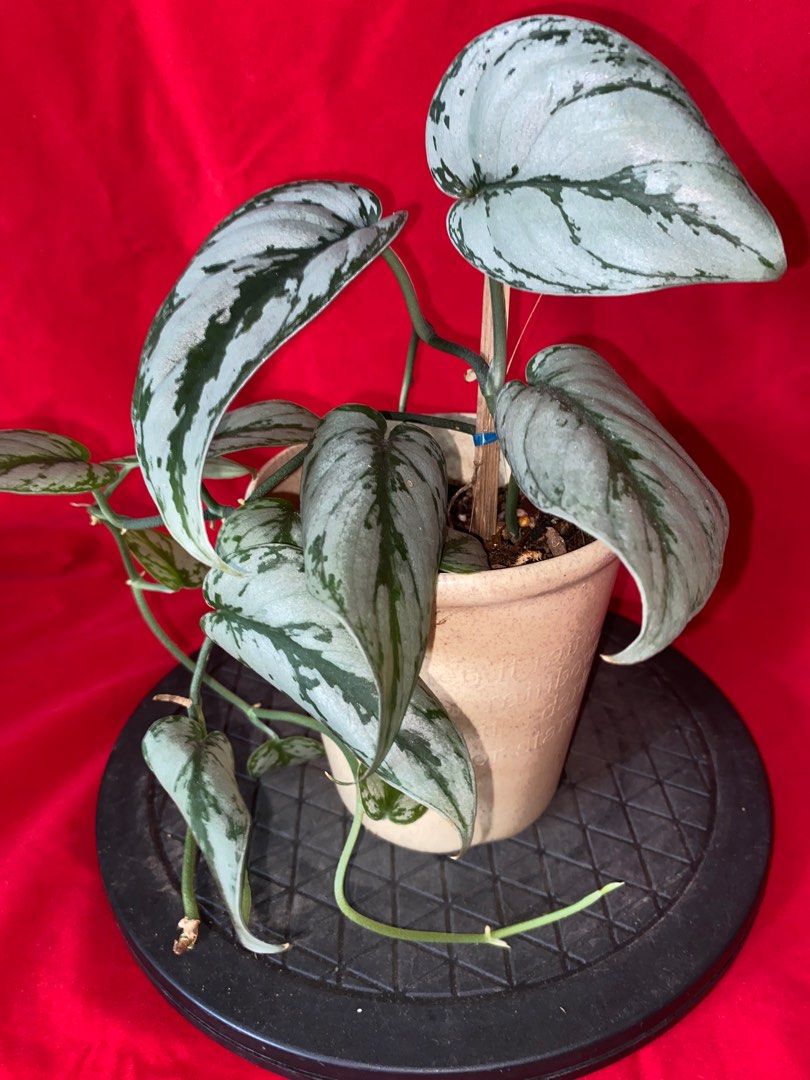 Rare Scindapsus Silver Princess Silver Form with New Growths, Furniture ...