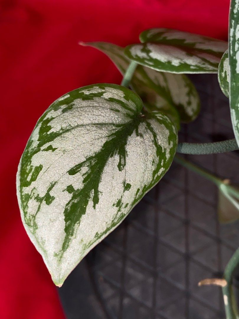 Rare Scindapsus Silver Princess Silver Form with New Growths, Furniture ...