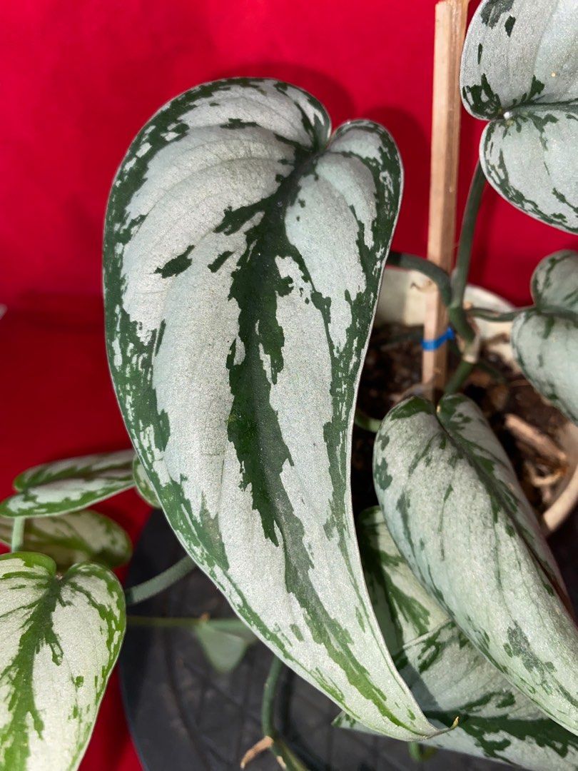 Rare Scindapsus Silver Princess Silver Form with New Growths, Furniture ...