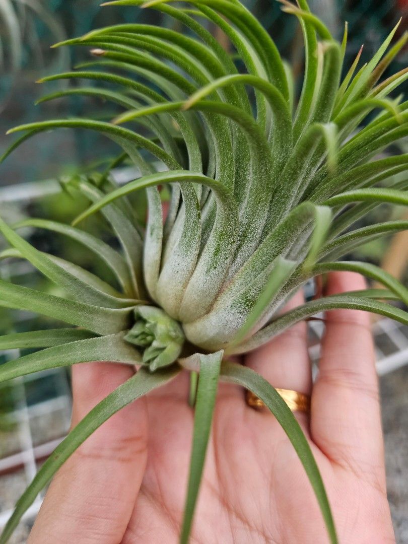T. ionantha guat with pup, Furniture & Home Living, Gardening, Plants ...