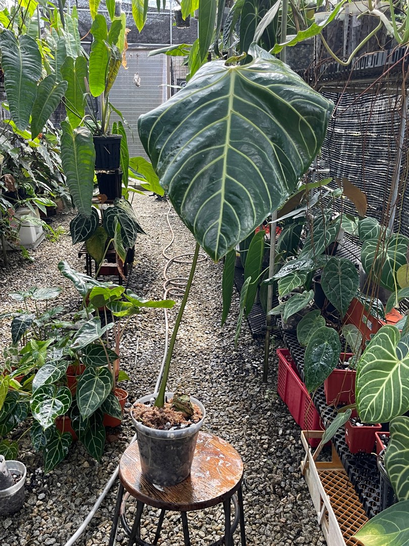 Anthurium Regale, Furniture & Home Living, Gardening, Plants & Seeds on ...