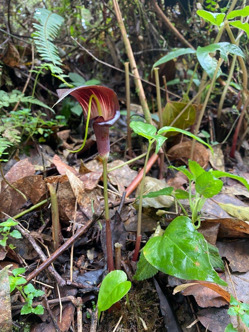 Arisaema anomalum, Furniture & Home Living, Gardening, Plants & Seeds ...