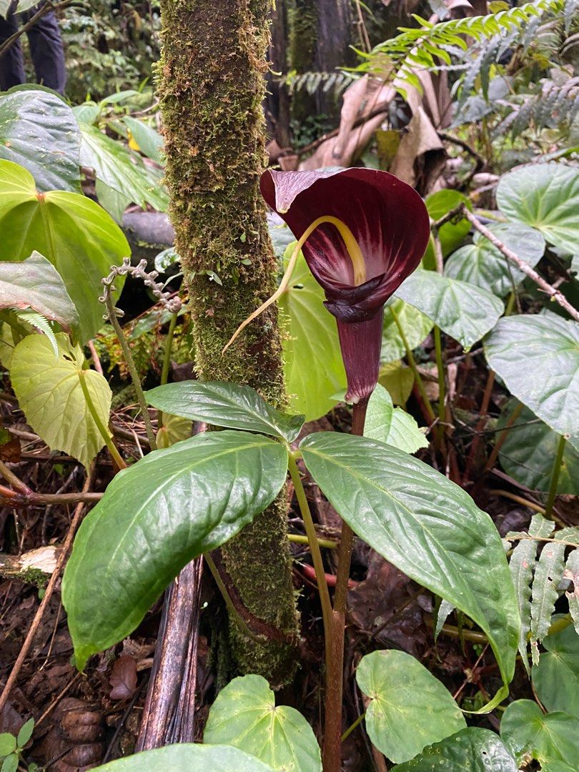Arisaema anomalum, Furniture & Home Living, Gardening, Plants & Seeds ...