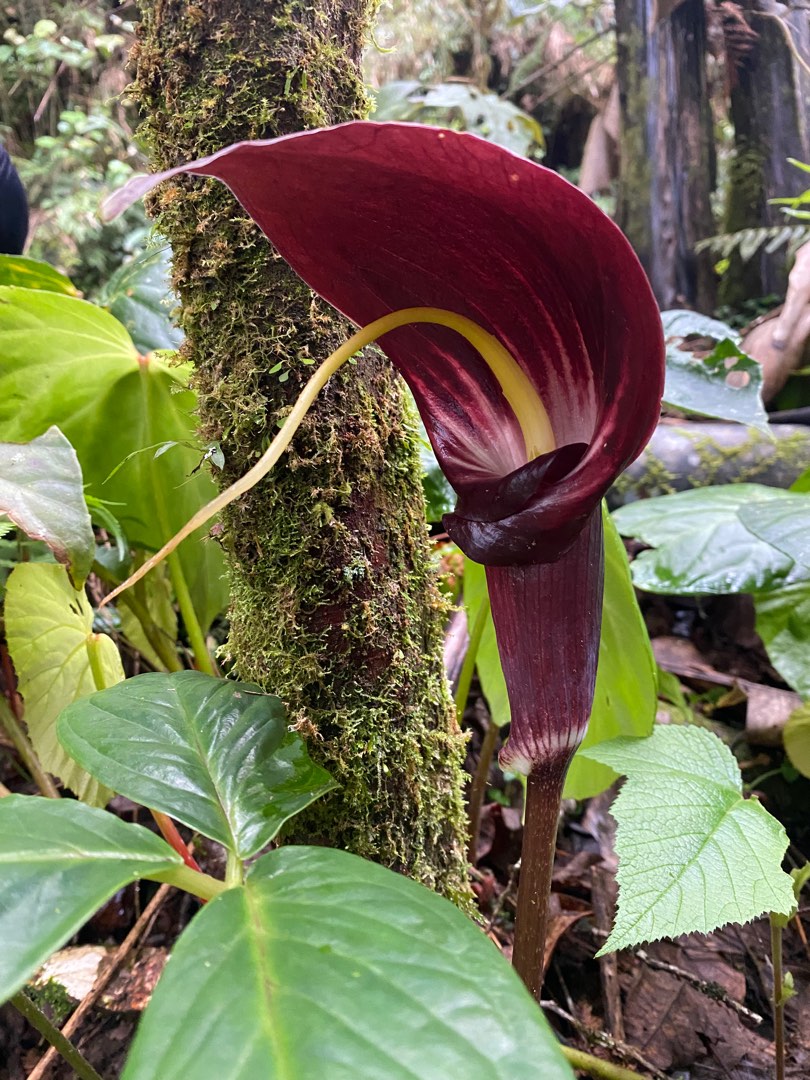 Arisaema anomalum, Furniture & Home Living, Gardening, Plants & Seeds ...