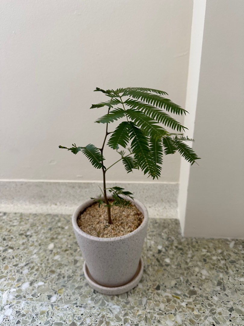 Everfresh Tree Japan in Terrazzo pot, Furniture & Home Living ...