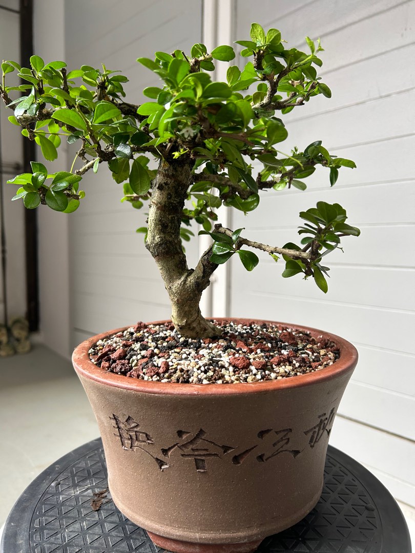 Fukien Tea Tree Bonsai, Furniture & Home Living, Gardening, Plants ...