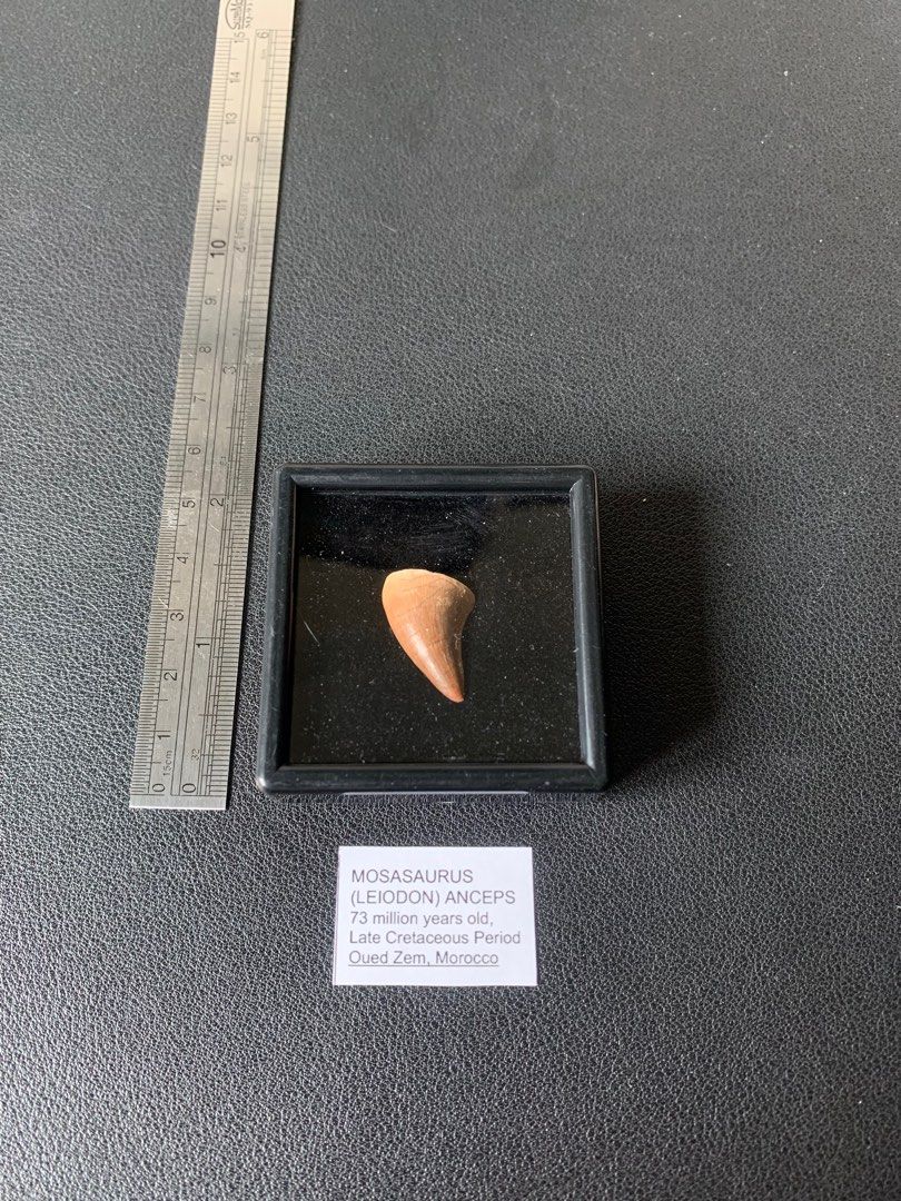 Mosasaurus Tooth Fossil, Hobbies & Toys, Memorabilia & Collectibles ...