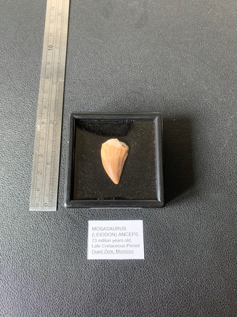 Mosasaurus Tooth Fossil, Hobbies & Toys, Memorabilia & Collectibles ...