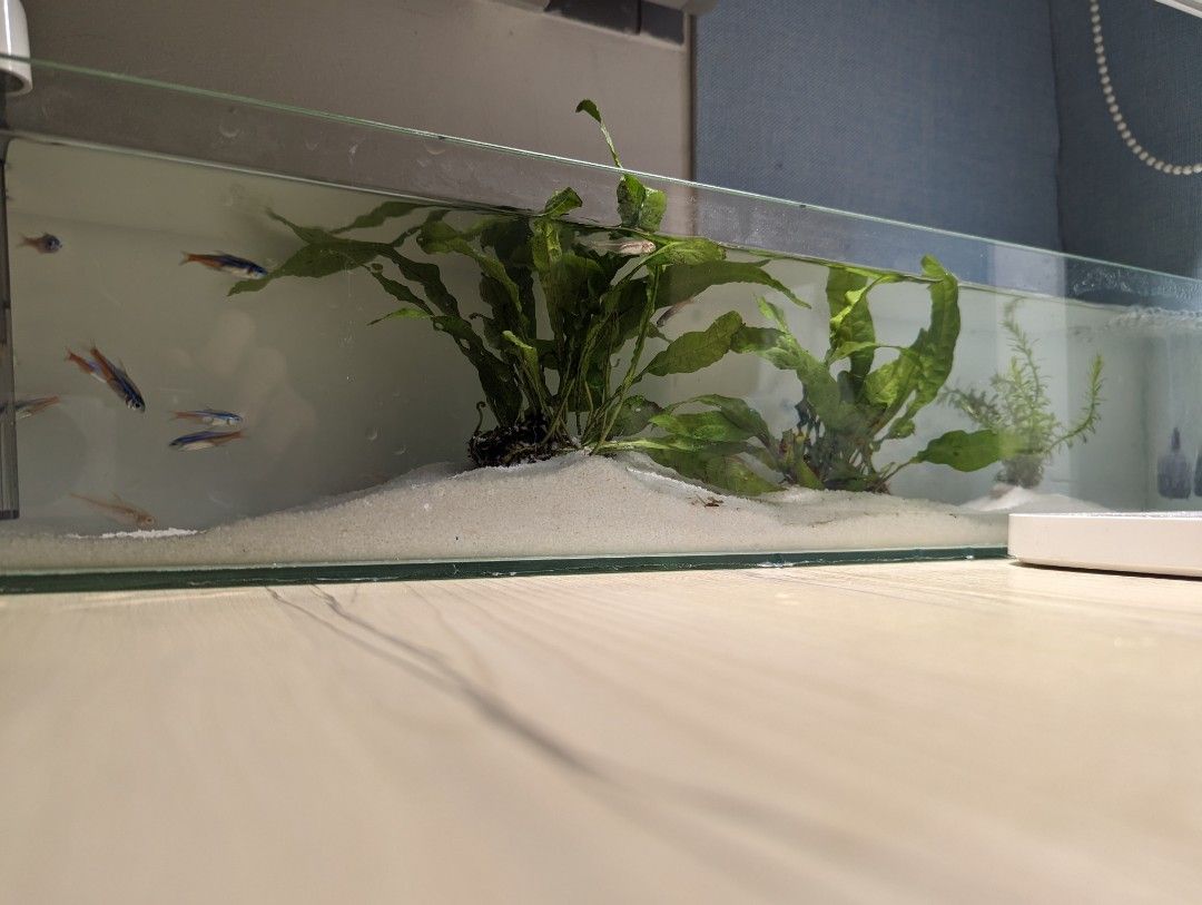 Special thin Fish tank, Pet Supplies, Homes & Other Pet Accessories on ...