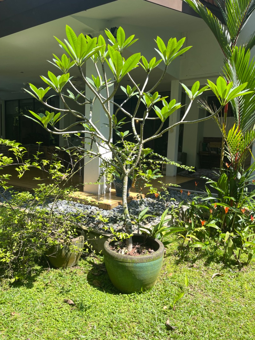Stunning frangipani tree, Furniture & Home Living, Gardening, Plants ...