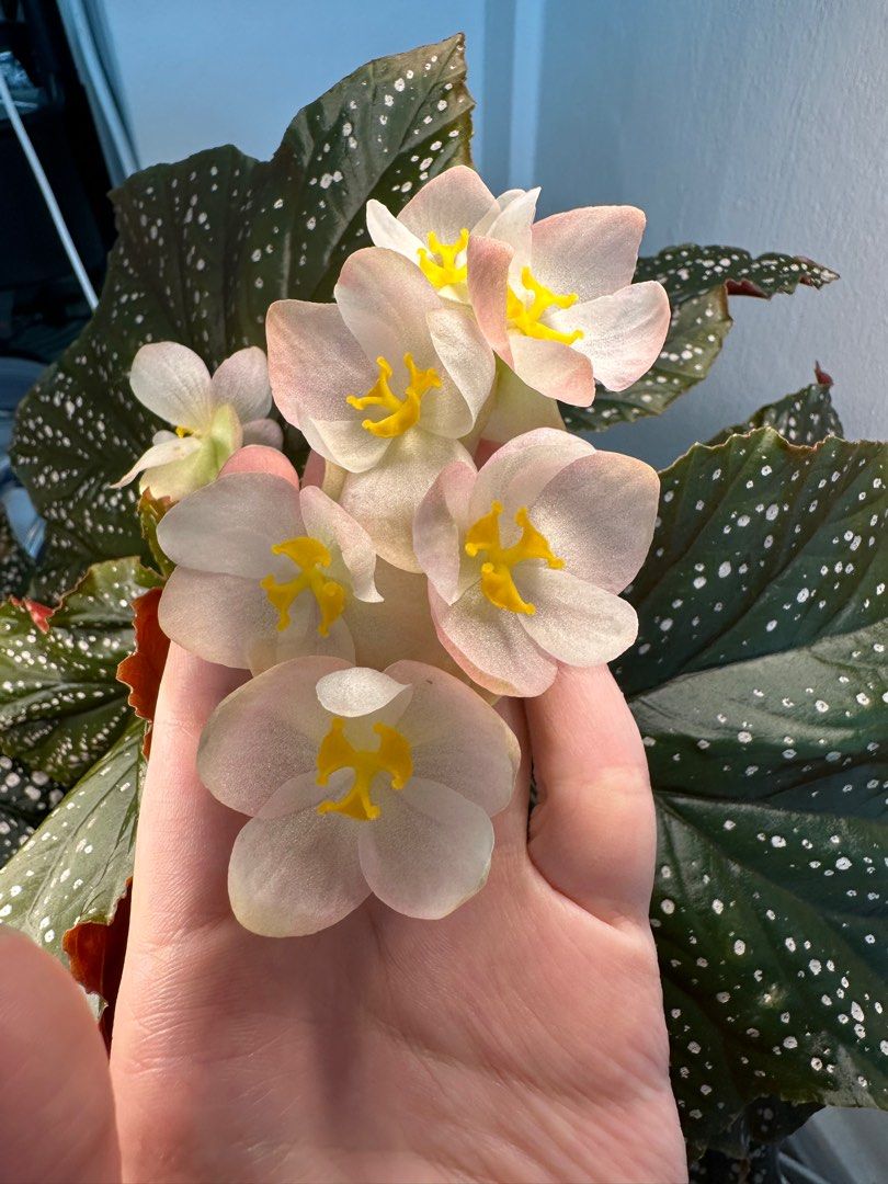 Begonia Dancing Girl / Bat Wing (Cane Begonia) - cutting, Furniture ...