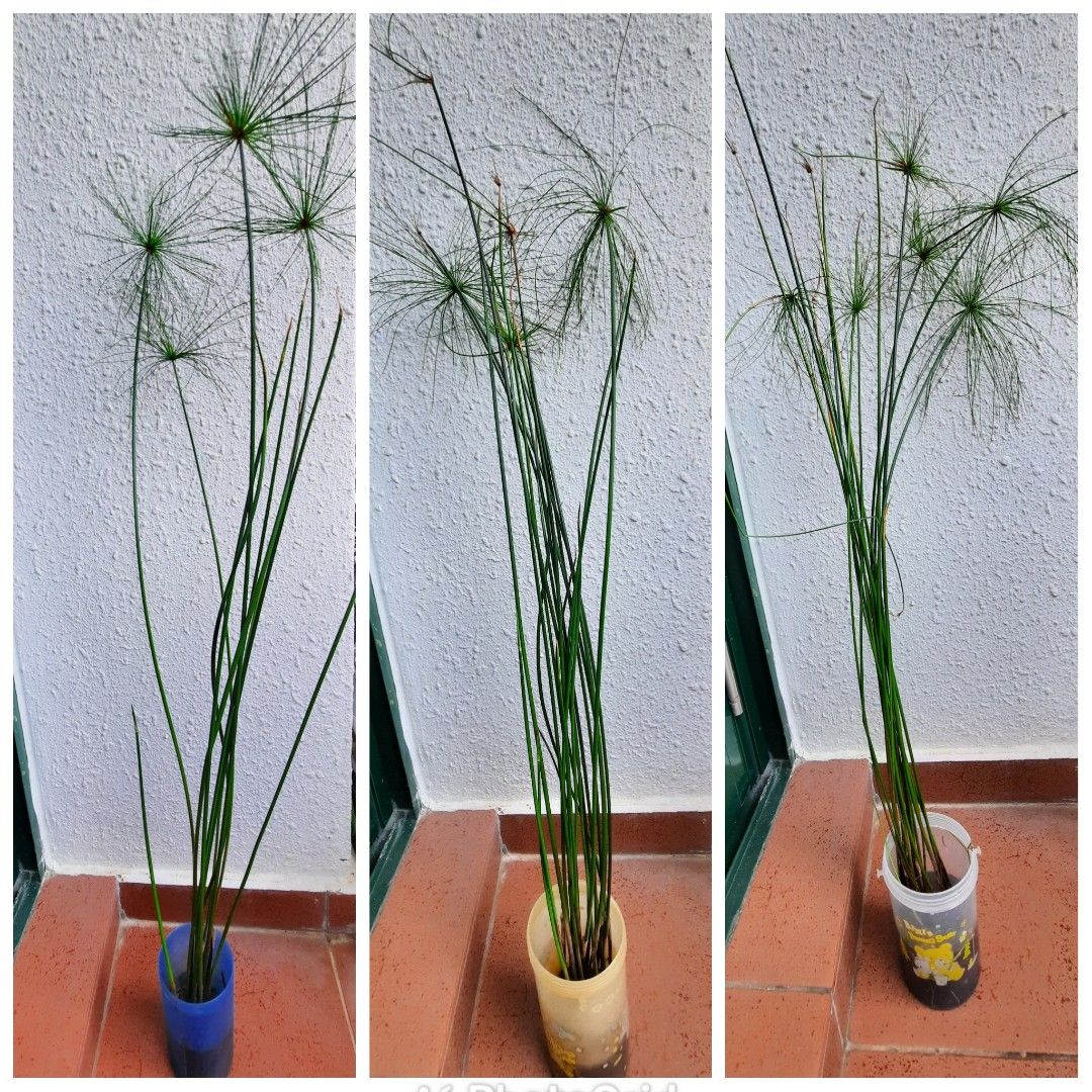 Dwarf Cyperus Papyrus Aquatic Plant, Furniture & Home Living, Gardening ...