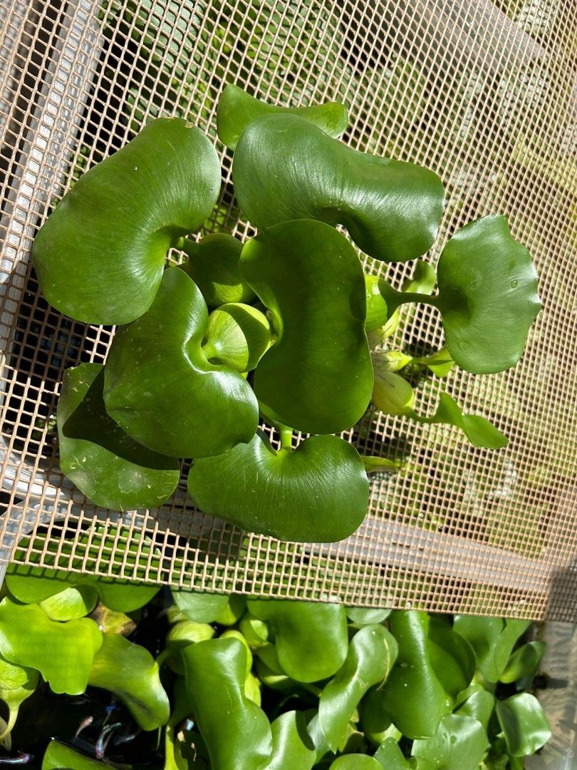 Dwarf Water Lettuce AKA Pistia Stratiotes, Floating water fish plant ...