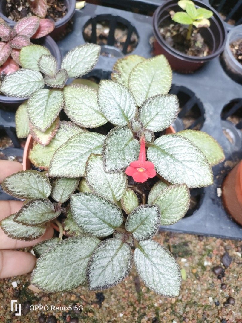 Episcia silver sheen, Furniture & Home Living, Gardening, Plants ...