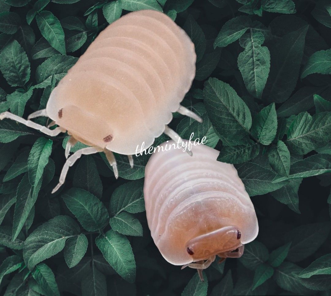Isopod - Cubaris Papaya Food, Pet Supplies, Pet Food on Carousell