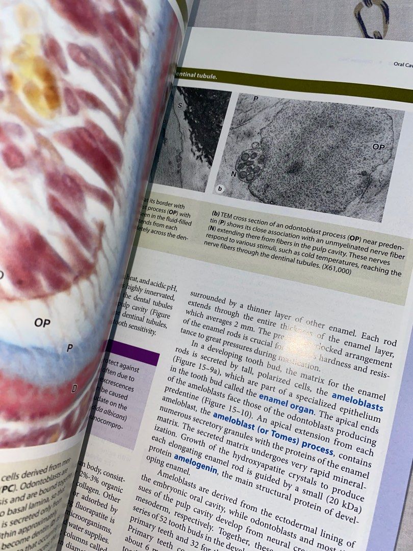 junqueira's basic histology text & atlas (16th edition), Hobbies & Toys ...